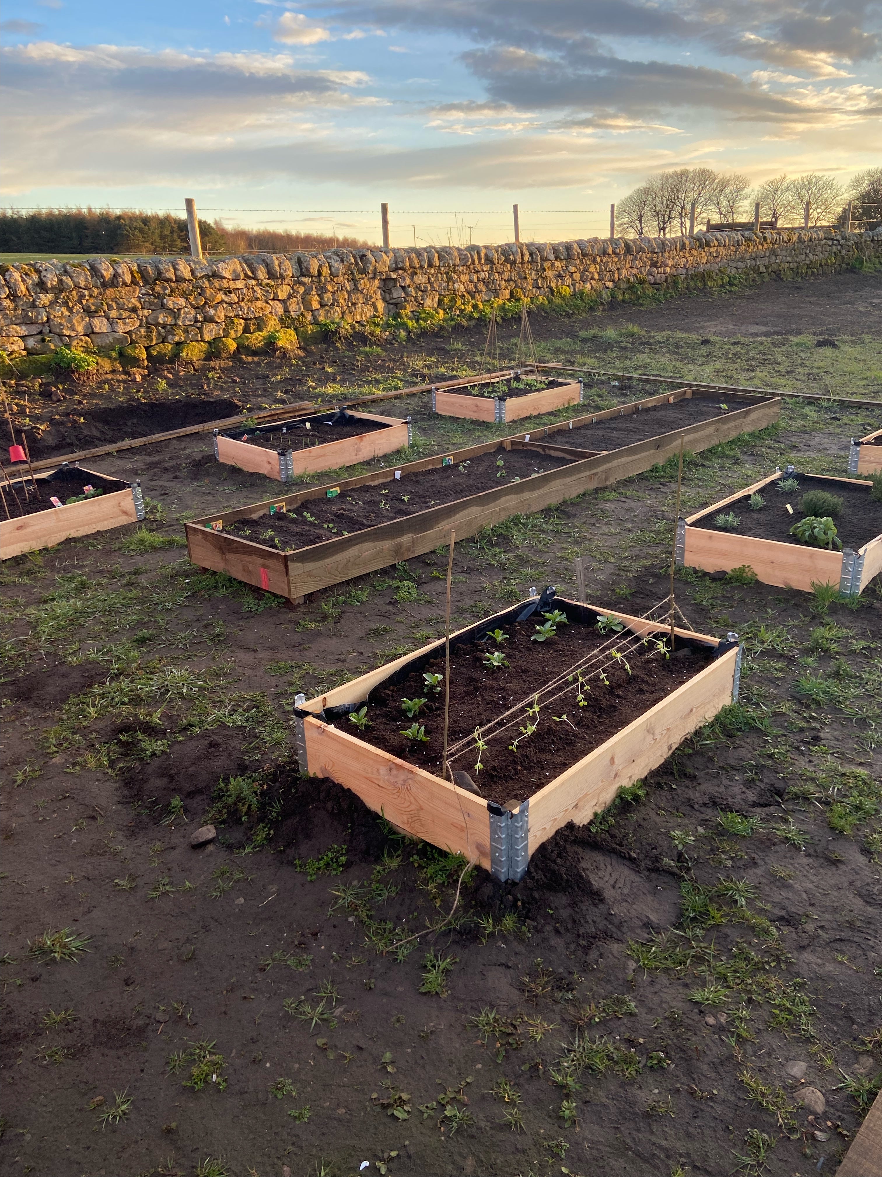 A New Venture: My Journey into Vegetable Gardening – West Green Loft Yarns